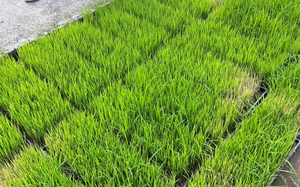 Off to Colombia to support improving rice cultivation technology